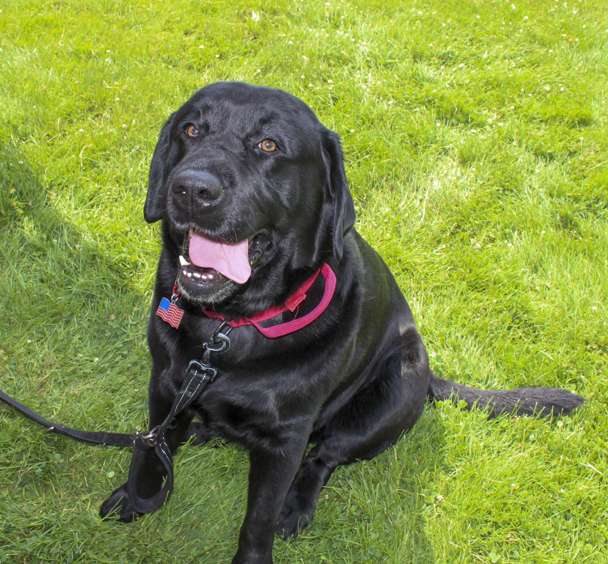 Pup Party brings tails, treats, and togetherness - Marblehead Weekly News