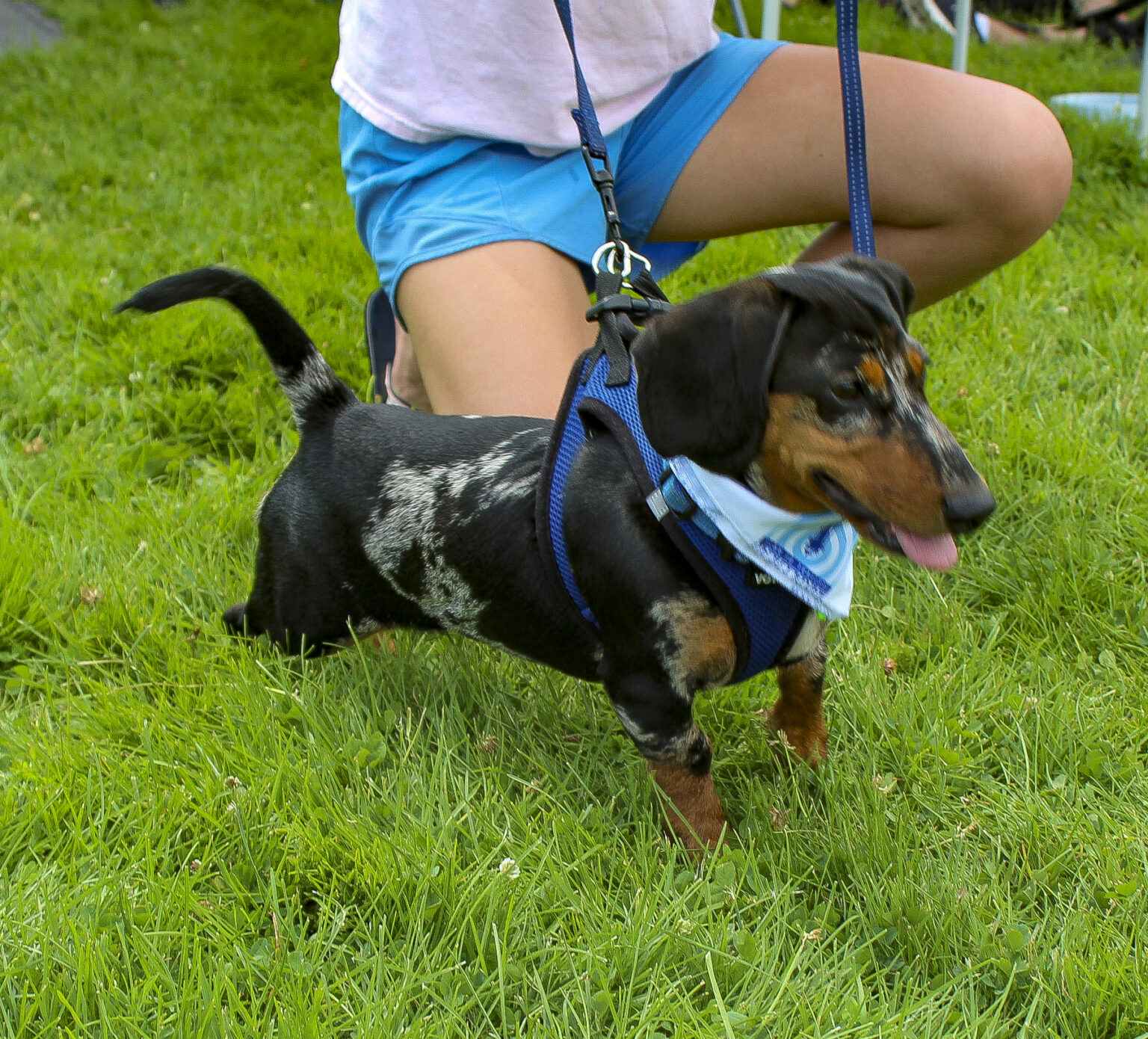 Pup Party brings tails, treats, and togetherness - Marblehead Weekly News